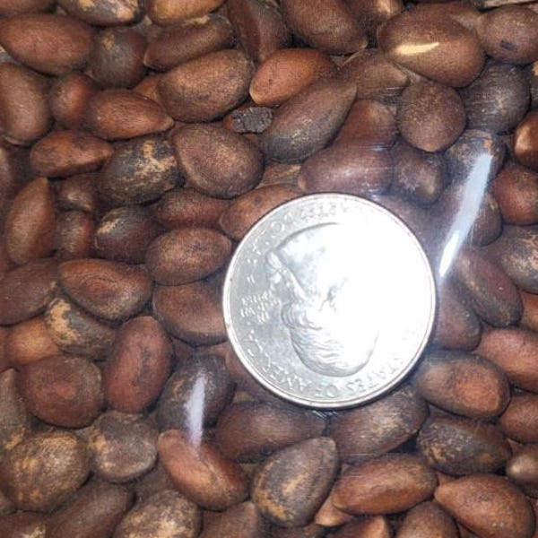 New Mexico Piñon Nuts - Etsy