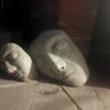 Stone Garden Beautiful Pair of Half Face Modern Art Statue Concrete ...