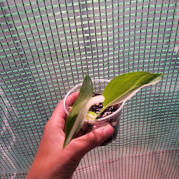 Rare Manjula Potho/mutant Manjula/hybrid Manjula High Viraigation ...
