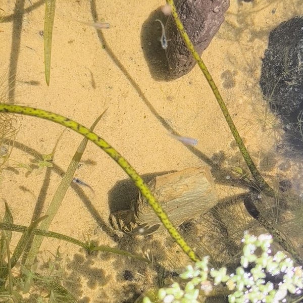 Japanese Rice Fish Eggs - Medaka Miyuki Blue - Etsy