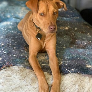 Frosted Dog Tag, Personalized Dog Tag, Dog Id Tag, Cat Name Tag, Pet ...