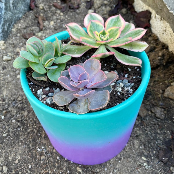 Colorful Gradient Planter - Indoor or Outdoor Planter - Choose Your ...