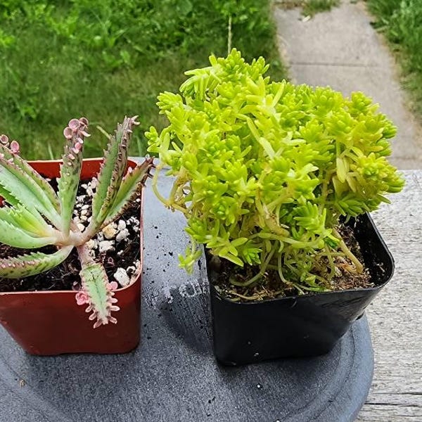 Sedum Little Missy Petite Bicolor Crassula Pellucida Ssp. Marginalis in ...