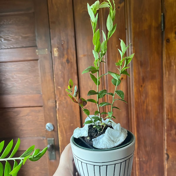 Top Hat Dwarf Blueberry, Will Produce Lots of Sweet Fruit in a Small ...