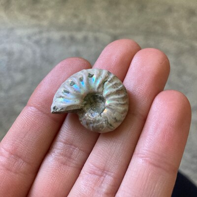 Opalized Ammonite / Fire Ammonite / Ammonite Specimen / Polished ...