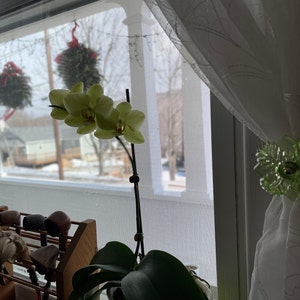 Vintage German Celluloid Goose Nodder BREBA Bobblehead Made in Germany ...