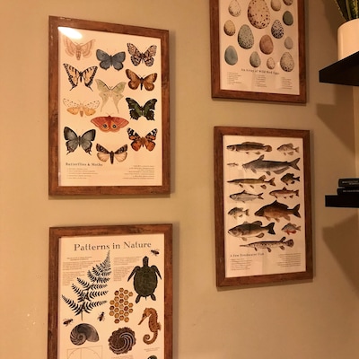 Butterflies and Moths 12 X 18 Poster Entomology, Montessori ...