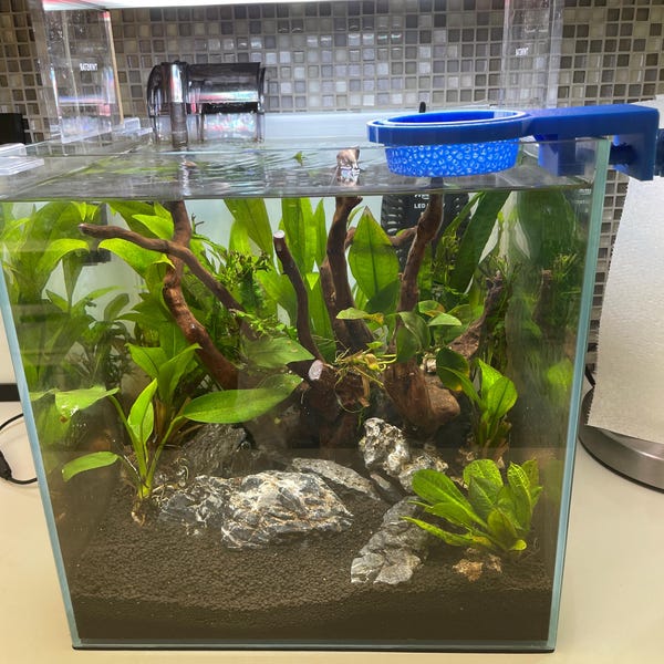 Aquarium Water Change Diffuser | Wetcup for Rimless & Rimmed Fish Tanks ...