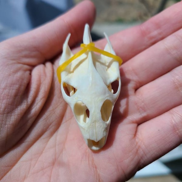 Exquisite Real Soft Shelled Turtle Skull Bone Specimen After Cleaned ...