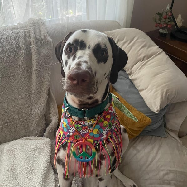 Cleopatra, Egyptian, Big Dog Costumes, Festival, Parade Costume ...