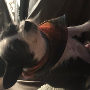 State of Michigan or Select Your State Pet Name Tag Medium - Etsy