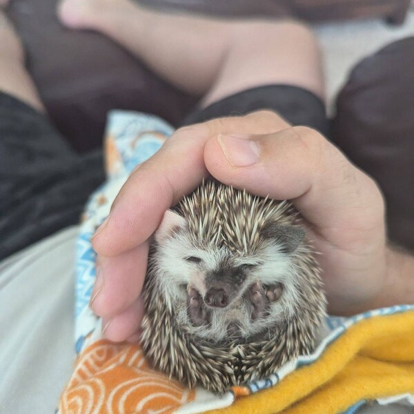 Ball Python Pastel Watercolor Snake A Plushie Stuffed Animal Friend ...