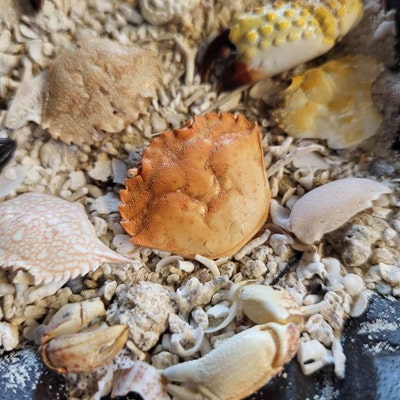 FLORIDA COMMON AUGER Cone Sea Shells 10-100pcs Wedding Craft Beach ...
