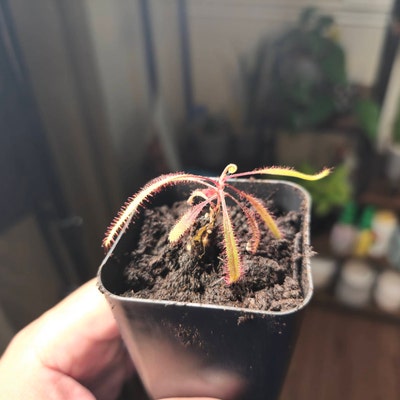 Xyris Difformis Bog Yellow-eyed-grass - Etsy