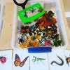 INSECTS FRENCH Edition 22 French and 22 English Editable - Etsy
