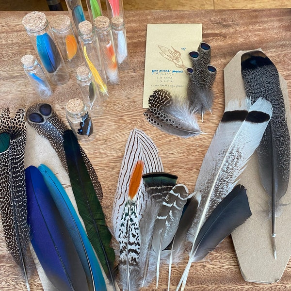RARE Ocellated Turkey Feathers Cruelty Free, Rare Feathers, Iridescent ...