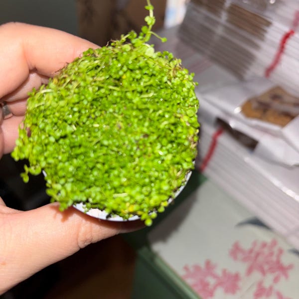 Dwarf Baby Tears Pot (hemianthus Callitrichoides) BUY3GET1FREE - Live ...