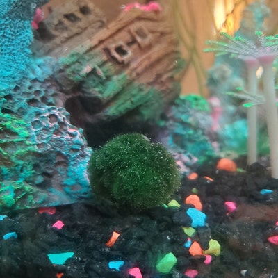 Large Java Moss Ball for Terrarium Planted Tank Live Aquarium ...