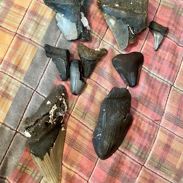 Megalodon Tooth - 4.17 Inches. Real Fossil Megalodon Shark Tooth ...