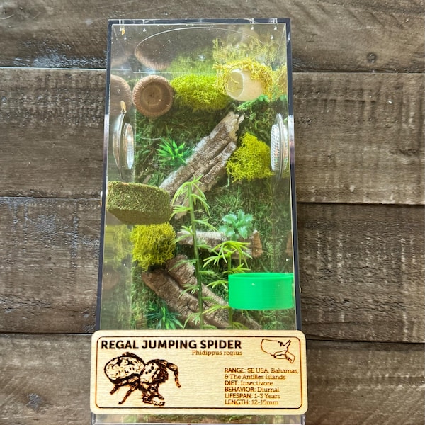 BACKLIT Magical Forest Jumping Spider Enclosure, You Choose Color ...