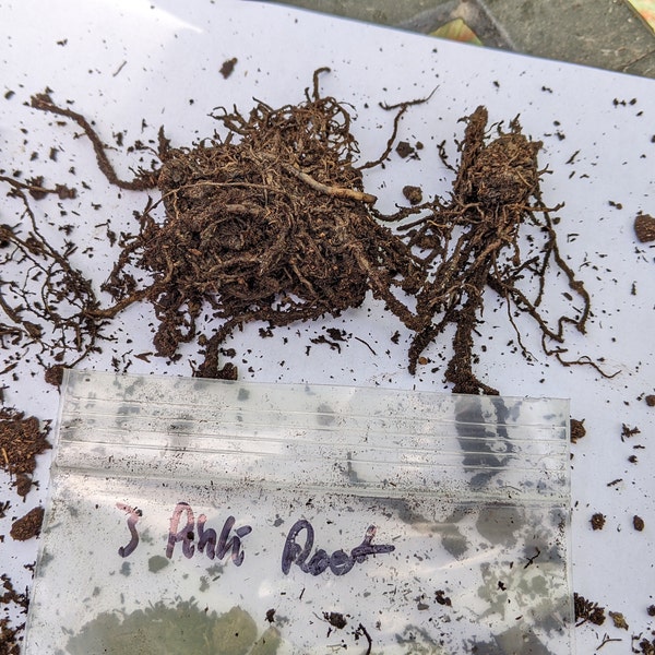 3 Indian Pinkroot Bare Root Plant Spigelia Marilandica Perennial ...
