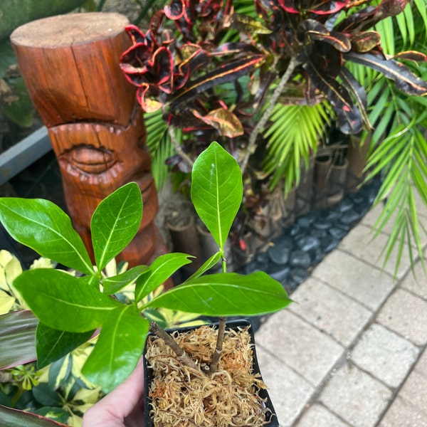Fragrant Tiare Flower Starter Plant Also Called Tahitian Gardenia - Etsy