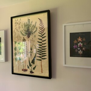 Whales, the Order Cetacea, Scientific Illustration - Etsy