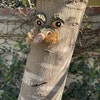 Willy the Tree Face. Funny Faces for Trees. Outdoor Sculpture, Statue ...