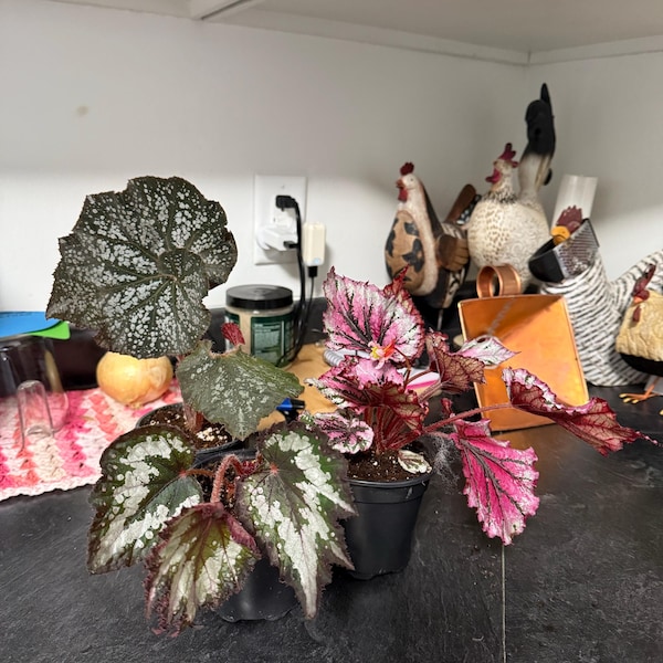 Live House Plant Bloom Fuchsia African Violet Harmony’s ‘vat Real Life ...