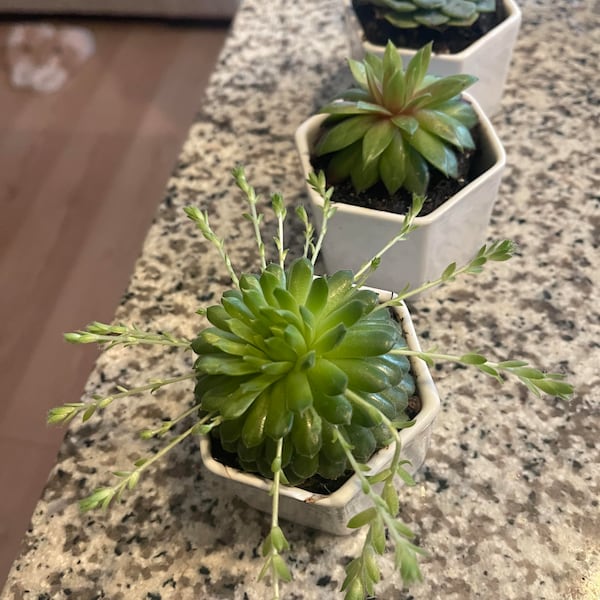 Surgery Succs Gift Box- Hospital Gift Box- Gift With Live Plants ...