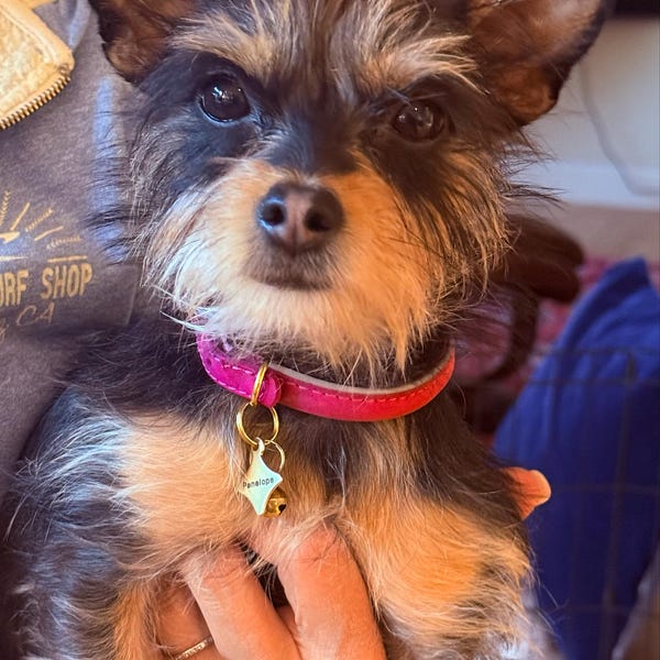 Twinkle Messing-ID-Tag für Katzen - Personalisierter Namensanhänger für ...