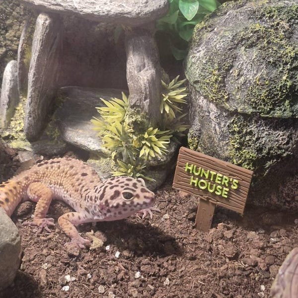 Gecko Food Ledge + Bowls & Spoon Kit | Choice of Colours | 3D Printed ...