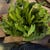 Selaginella Kraussiana club Moss Neon, Gold Tip, Ruby Red, Green Moss ...