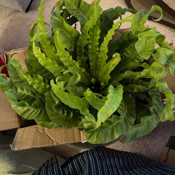 Hurricane Bird’s Nest Fern Asplenium Antiquum - Etsy