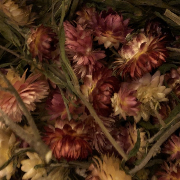 Strawflower, Dried Flowers, White, Cream, Pink, Red, Yellow, Purple ...