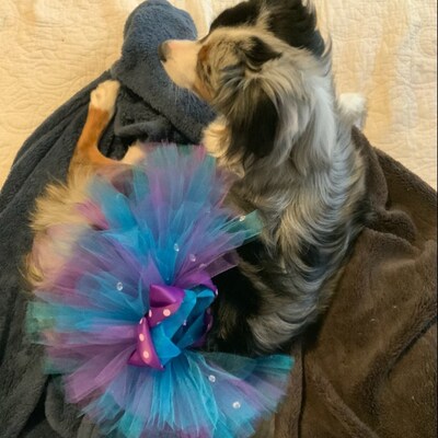 Dog Tutu: TURQUOISE BLUE & PURPLE Small / Medium / Large / - Etsy