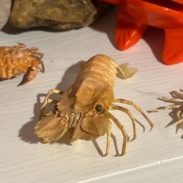 Spider Crab Platymaia Alcocki Crab Taxidermy Oddities - Etsy