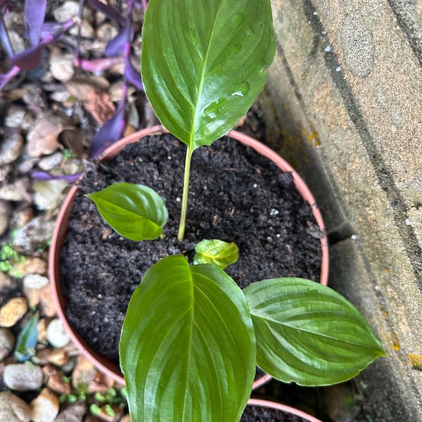 Philodendron White Princess 2 Starter Plant ALL STARTER PLANTS Require ...