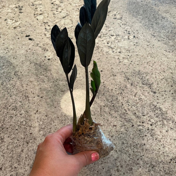 Fresh Black Raven ZZ Zamioculas Zamiifolia Live Houseplant - Etsy
