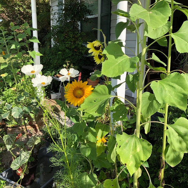 USA SELLER Dwarf Sunspot Sunflower 25 Seeds Helianthus - Etsy