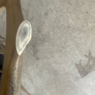 Giant Horse Skin Hide Real Natural Area Rug Living Room - Etsy