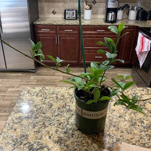 Giant Calla Lily zantedeschia 1 Feet Tall 1 Gallon Poy - Etsy