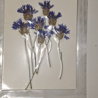 Pressed Flowers,blue White Dried Pressed ,lavender Preserved Pressed ...
