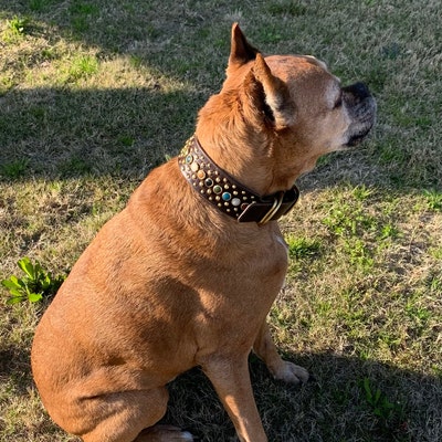 Personalized Dog Collar, Designer Dog Collar, Fancy Dog Collar - Etsy