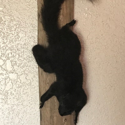 Real Authentic Coast Mole scapanus Orarius Skull - Etsy