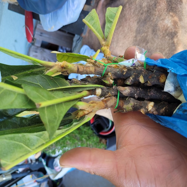 6 Rare BIG FRUIT Loquat Cuttings, White Flesh Hybrid, Big Jim ...