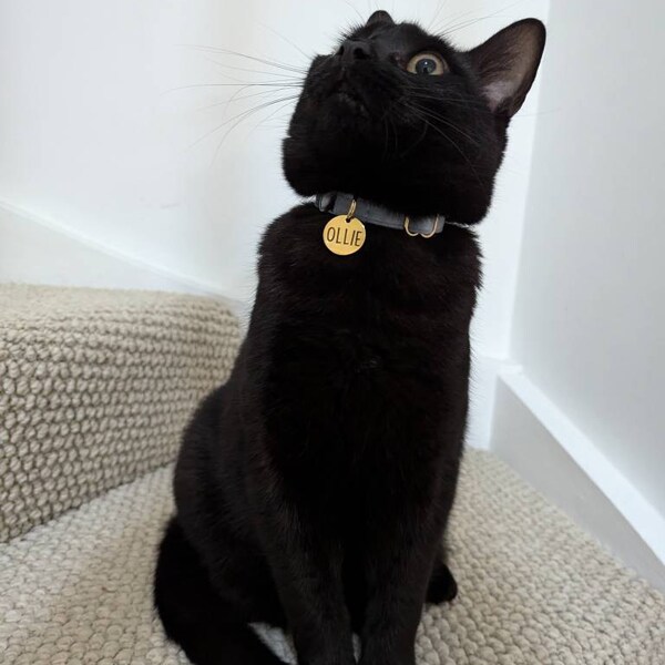 Breakaway Greensageforest Velvet Cat Collar Bowtie Leash Set ...