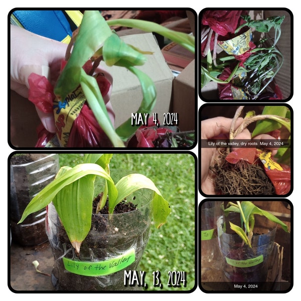 3 Lily of the Valley Fully Developed Pips - Etsy