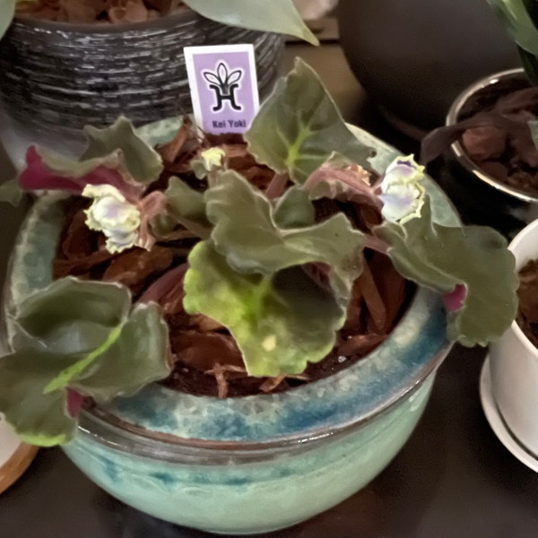 Live House Plant Variegated Ruffle Frilled Bloom African Violet ‘kei ...