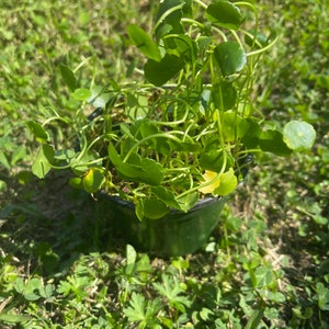 Hydrocotyle Vulgaris Copper Coin Plant, Chinese Coin Plant Marsh ...